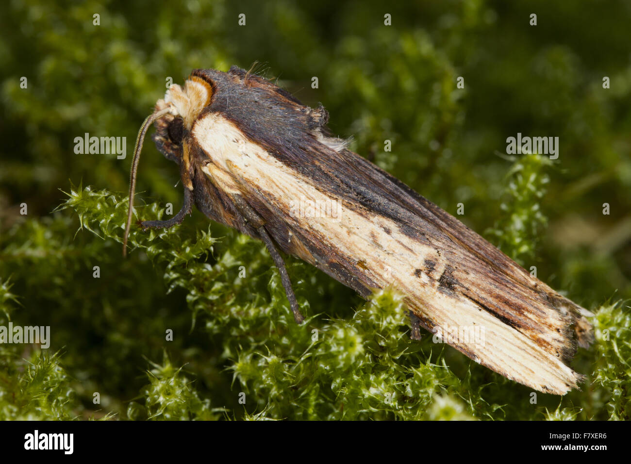 Red swordgrass moth hi-res stock photography and images - Alamy