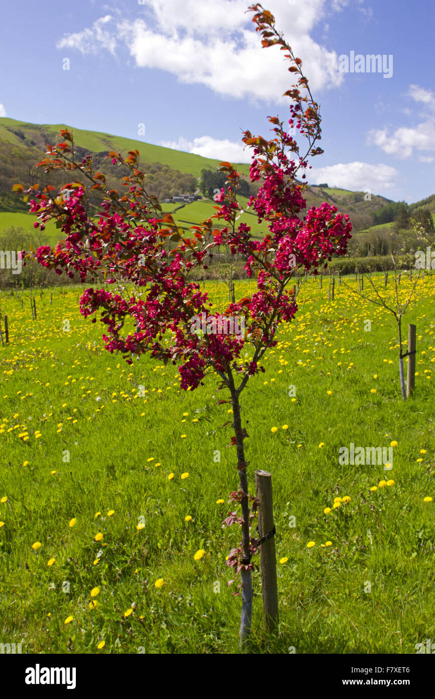 Crab apple malus harry baker hi-res stock photography and images - Alamy