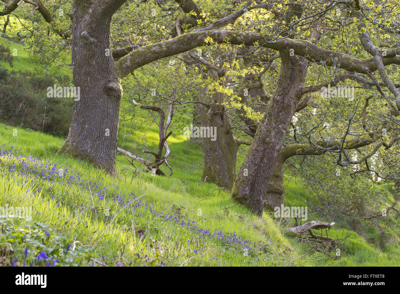 Sessile Oak (Quercus petraea) woodland habitat, with Common Bluebell ...