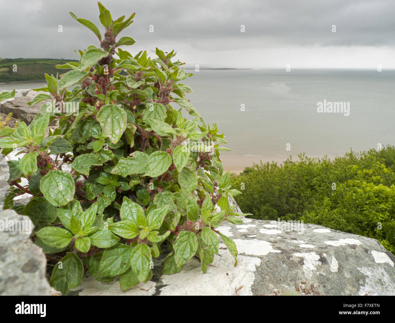 Spreading pellitory plant hi-res stock photography and images - Alamy