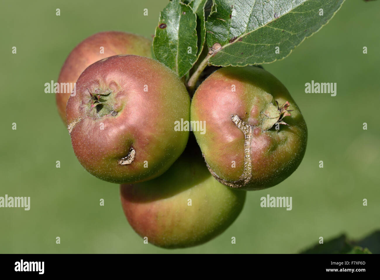 Sawfly damage hi-res stock photography and images - Alamy