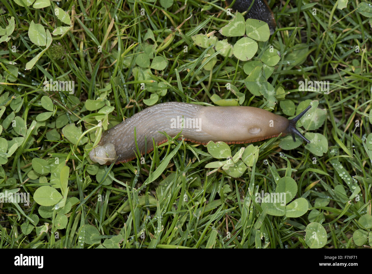 Spanish Slug, Arion vulgaris, light grey beige colour variation, on ...