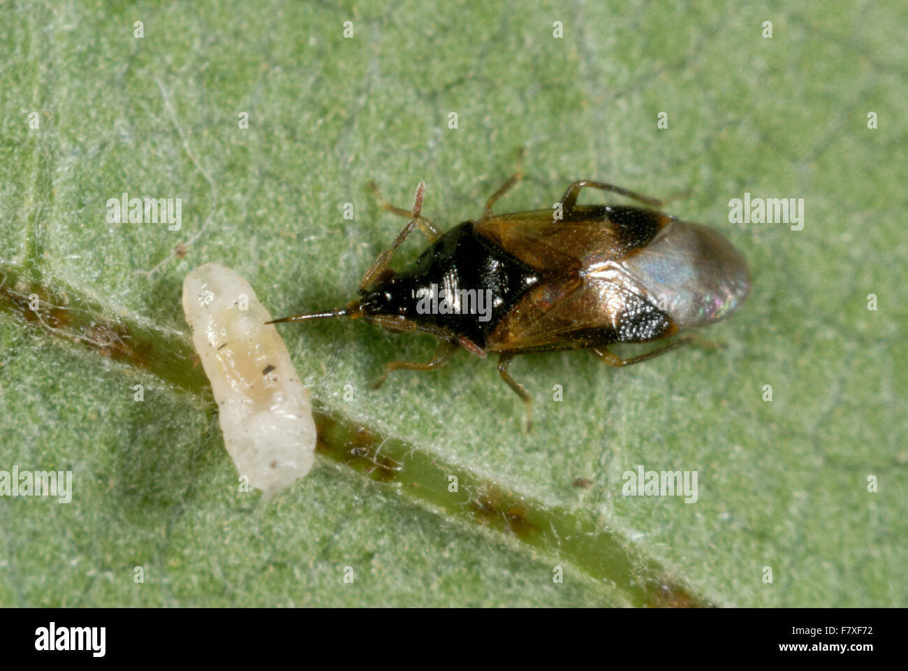 Predatory Flower Bug (Orius laevigatus) adult, feeding on Blackberry ...