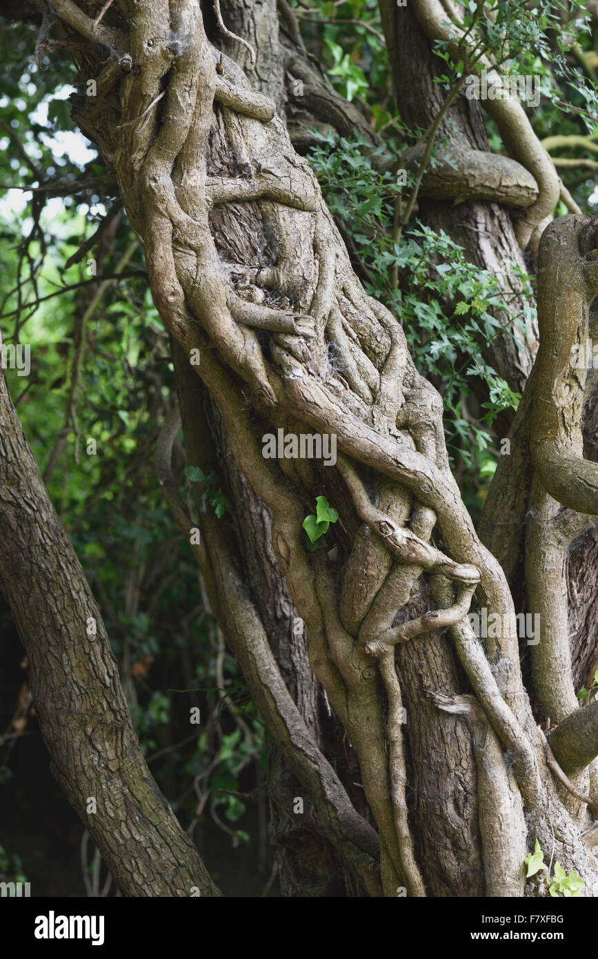 Common Ivy, Hedera helix, tangled stems around trunk of large hawthorn ...