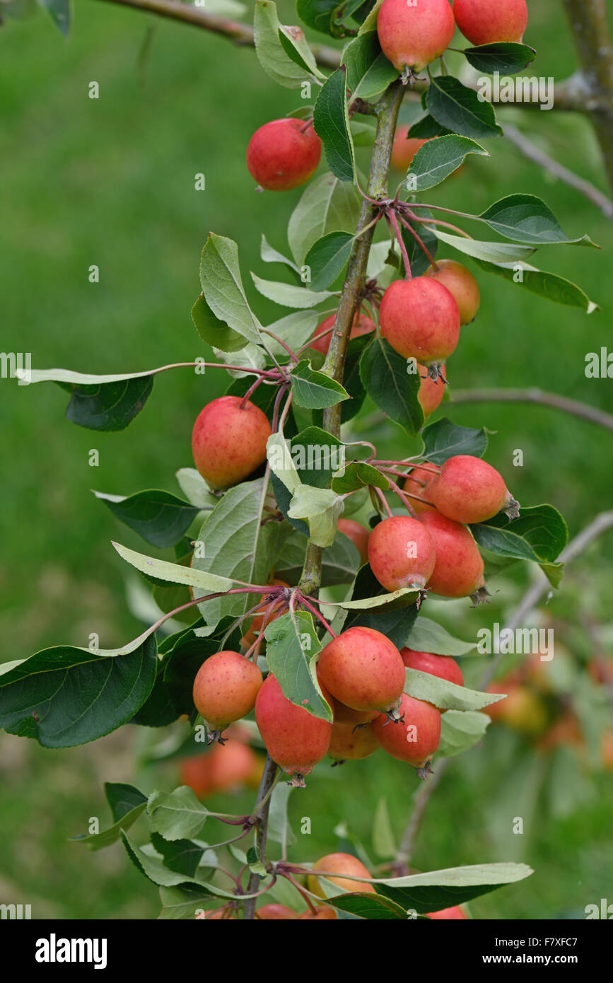 Cultivated Crabapple, Malus sp., 'John Downie', red fruit on tree in ...