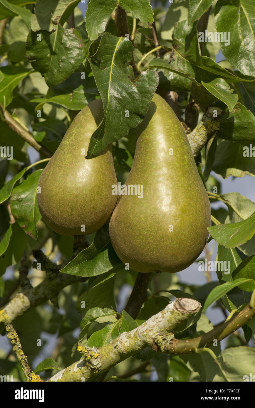 Common pears pyrus communis hi-res stock photography and images - Alamy