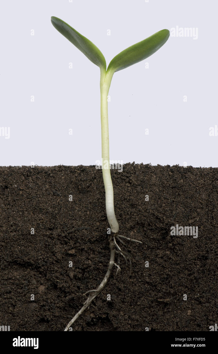 Sunflower seedling root hi-res stock photography and images - Alamy