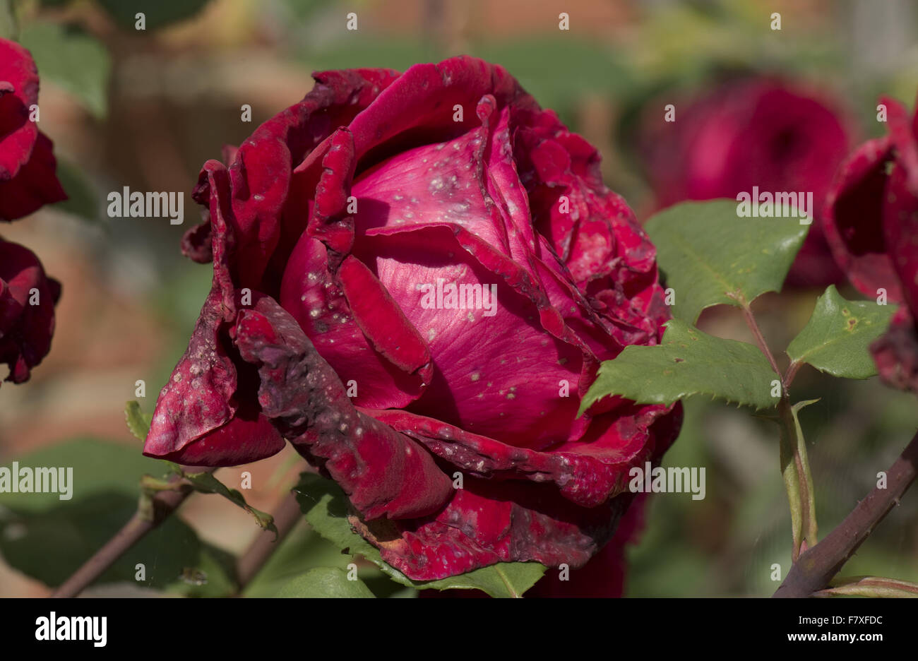 Red rose flower showing spotting lesions caused by grey mould, Botrytis ...