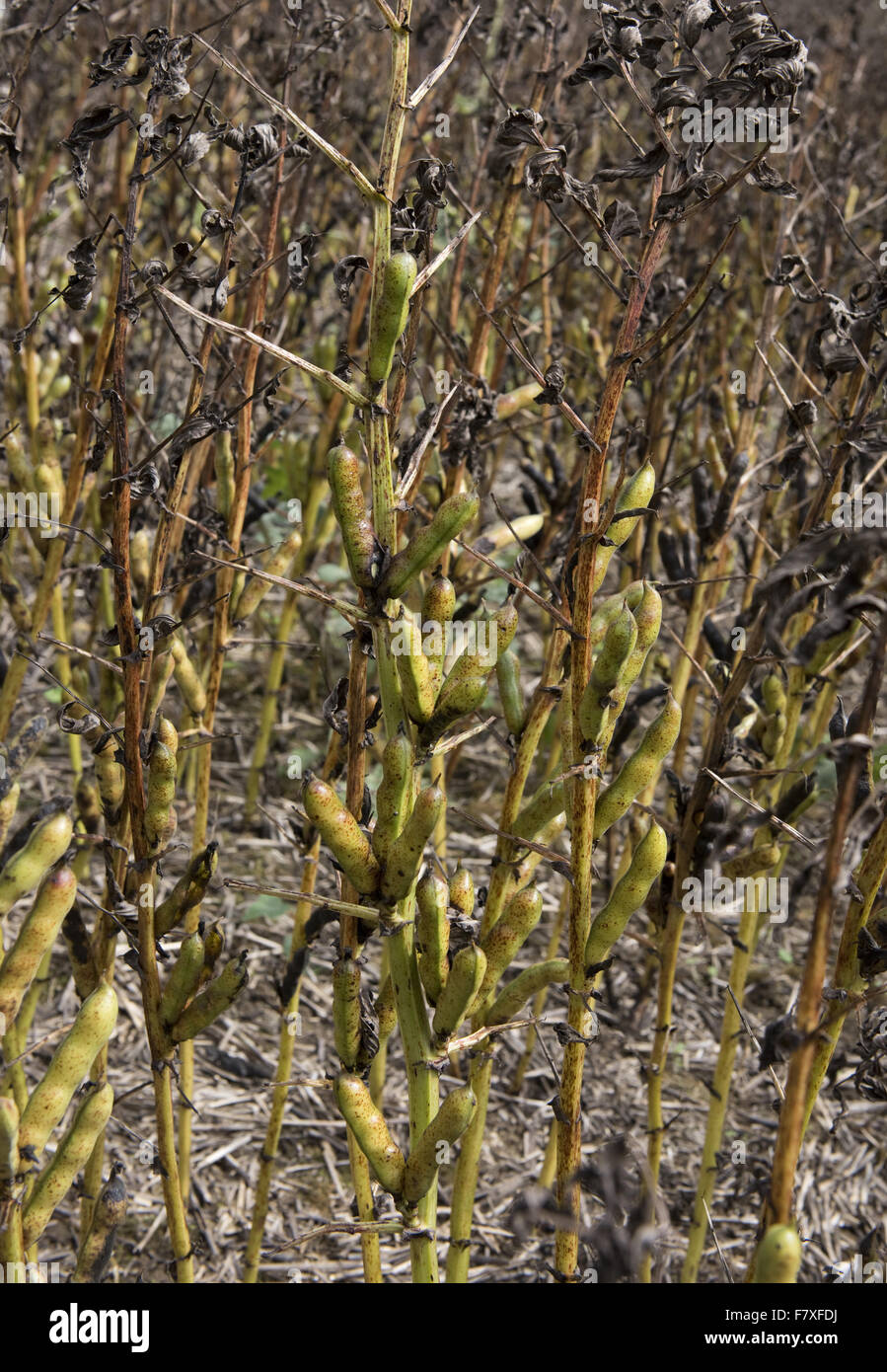 Field bean rust, Uromyces vicia-fabae, damage to crop of field beans ...