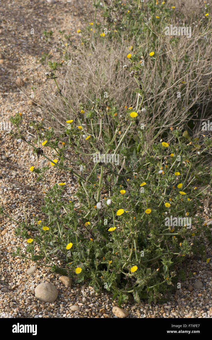 Bristly Oxtongue, Helminthotheca echioides, prickly stiff flowering ...