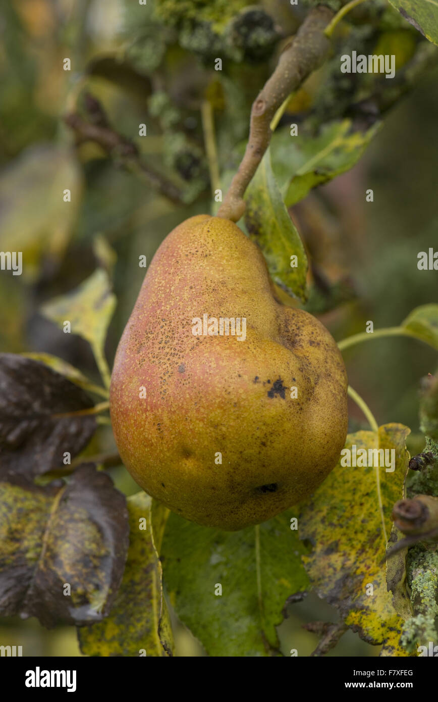 Fruit deformity on Common Pear, Pyrus communis, 'Doyenne du Comice ...