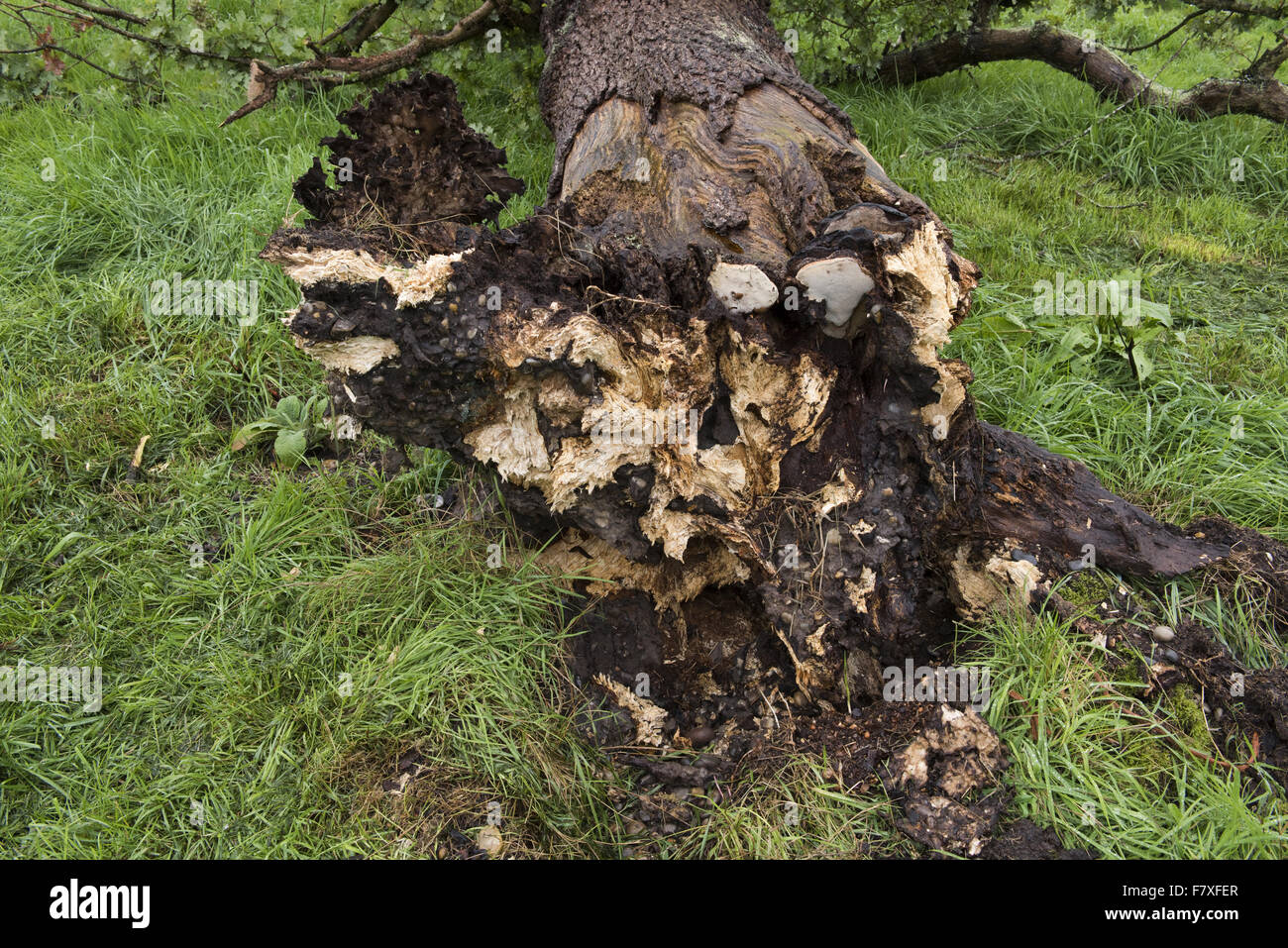 Oak tree fungus disease hi-res stock photography and images - Alamy