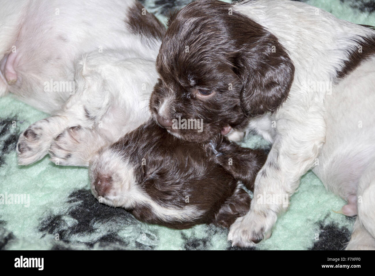 English springer spaniel puppy weeks hi-res stock photography and ...
