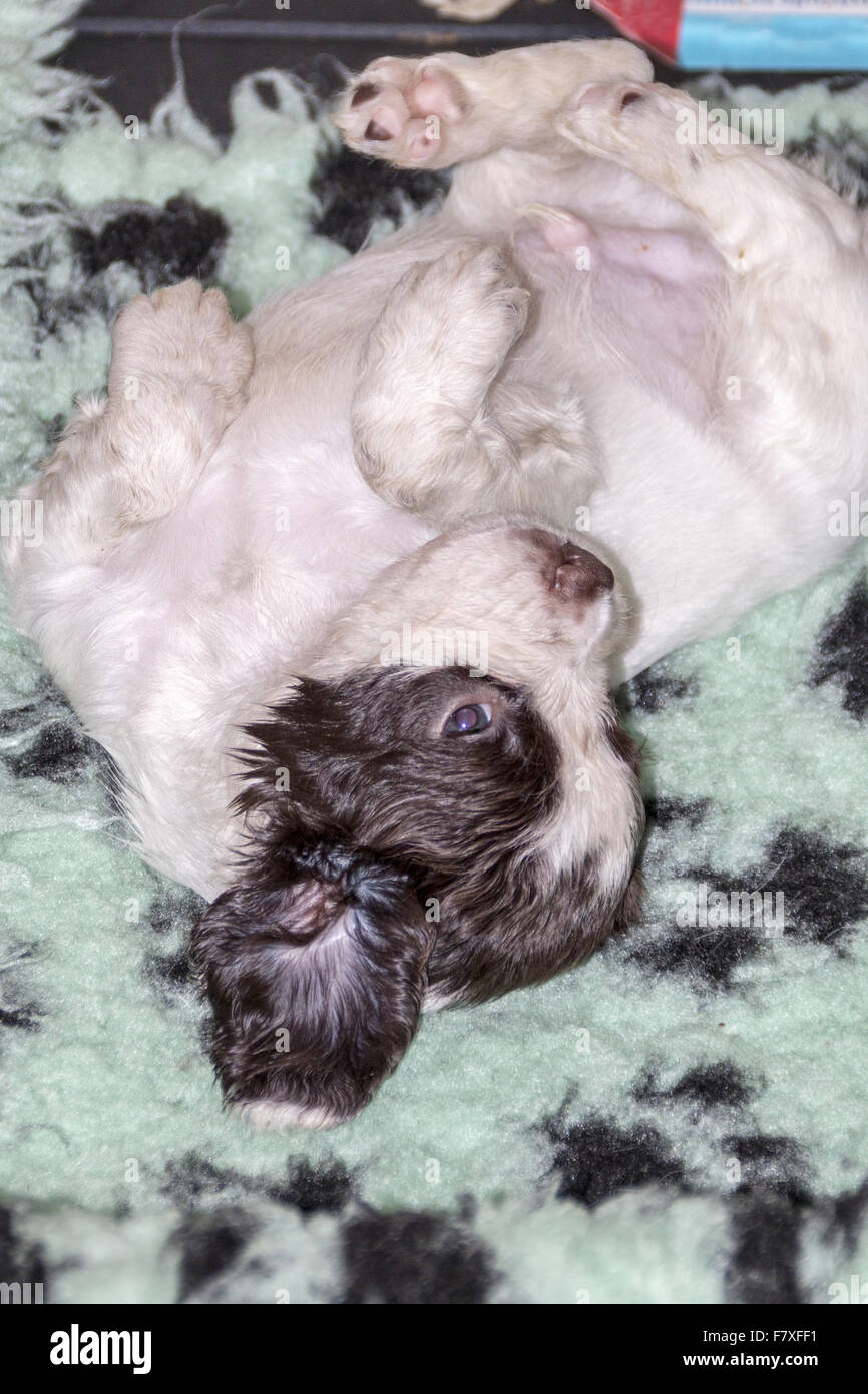 English springer spaniel puppy weeks hi-res stock photography and ...
