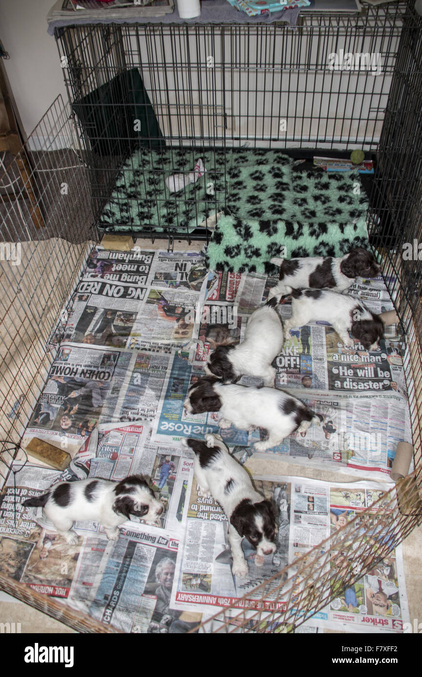 English springer spaniel puppies hi-res stock photography and images ...