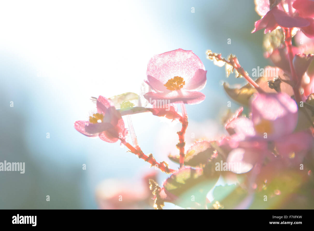 Backlight flower hi-res stock photography and images - Alamy