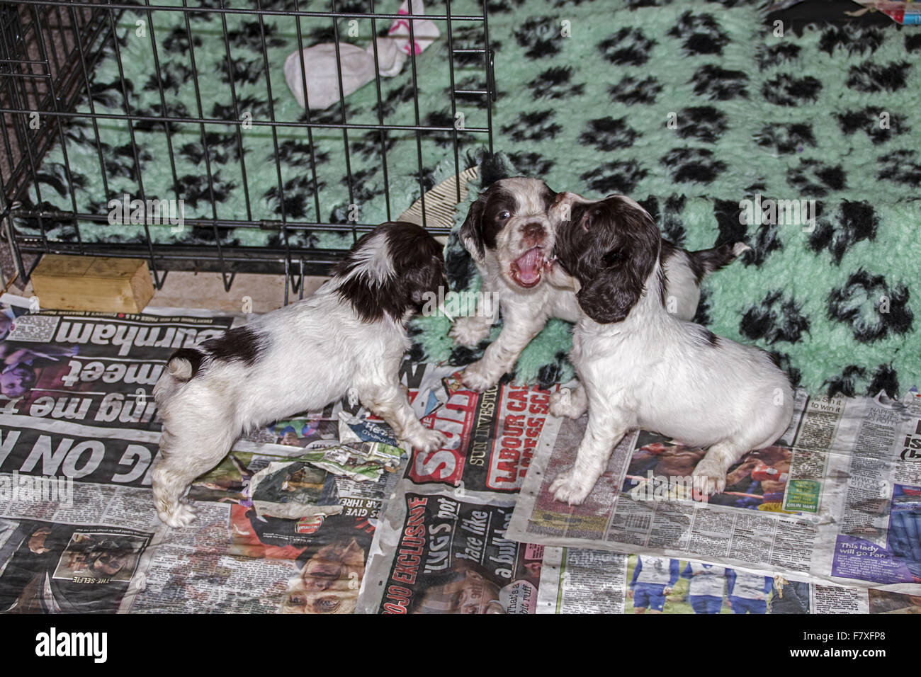 English Springer Spaniel puppies - 4 weeks old Stock Photo - Alamy