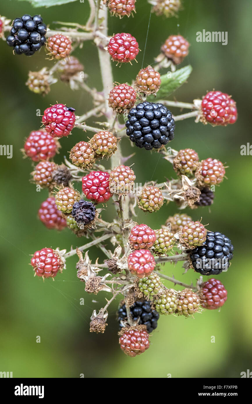 Bramble Rubus fruticosus - edible fruit Blackberry Stock Photo - Alamy