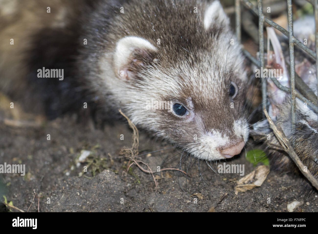 Feral Polecat Ferret, trying to get a dead rat from trap Stock Photo ...