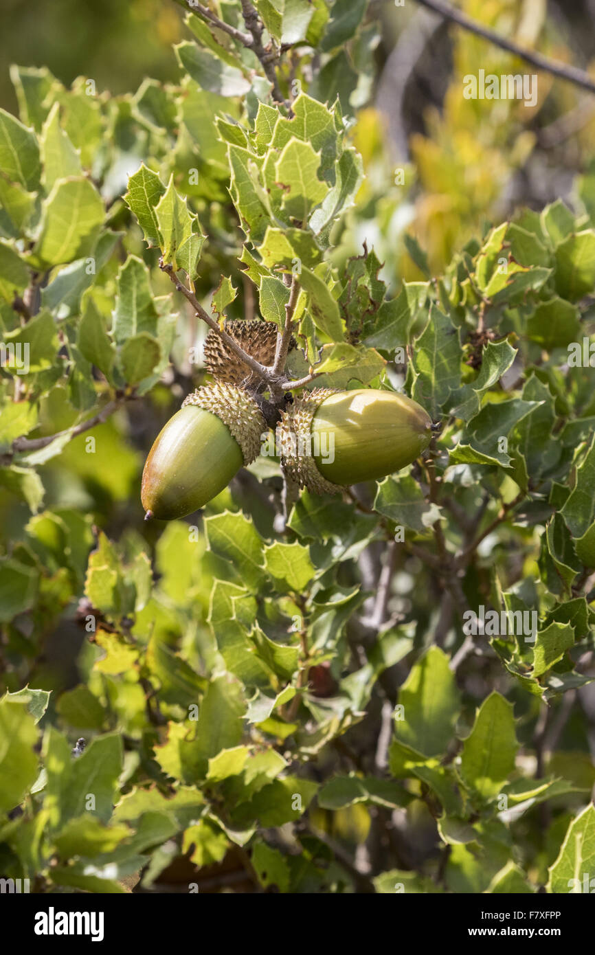 Kermes oak quercus coccifera hi-res stock photography and images - Alamy