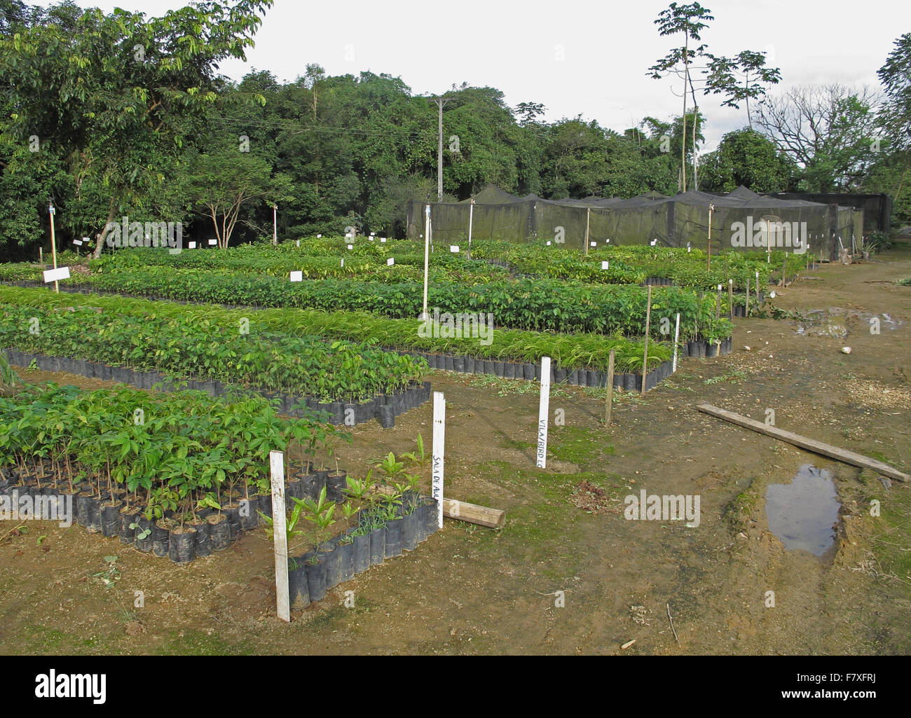 South american rainforest seedling hi-res stock photography and images ...