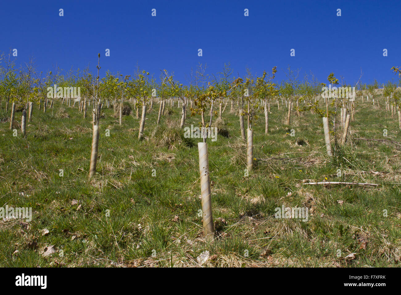 Newly planted tree saplings protected with plastic sleeves, new ...