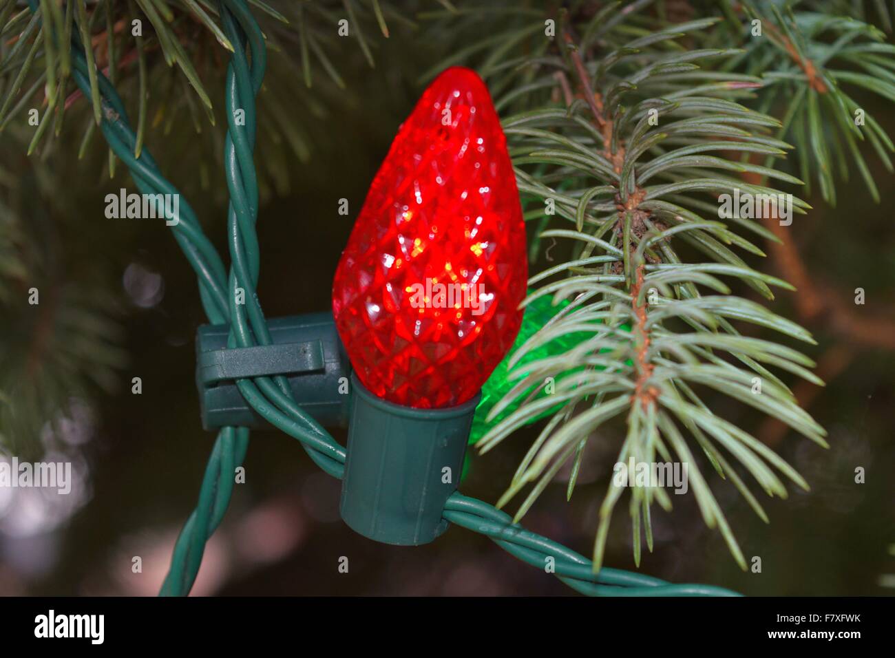 Red pine tree hi-res stock photography and images - Alamy