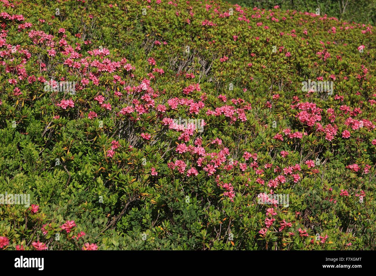 Sea of flowers, Alpenrosen Stock Photo - Alamy