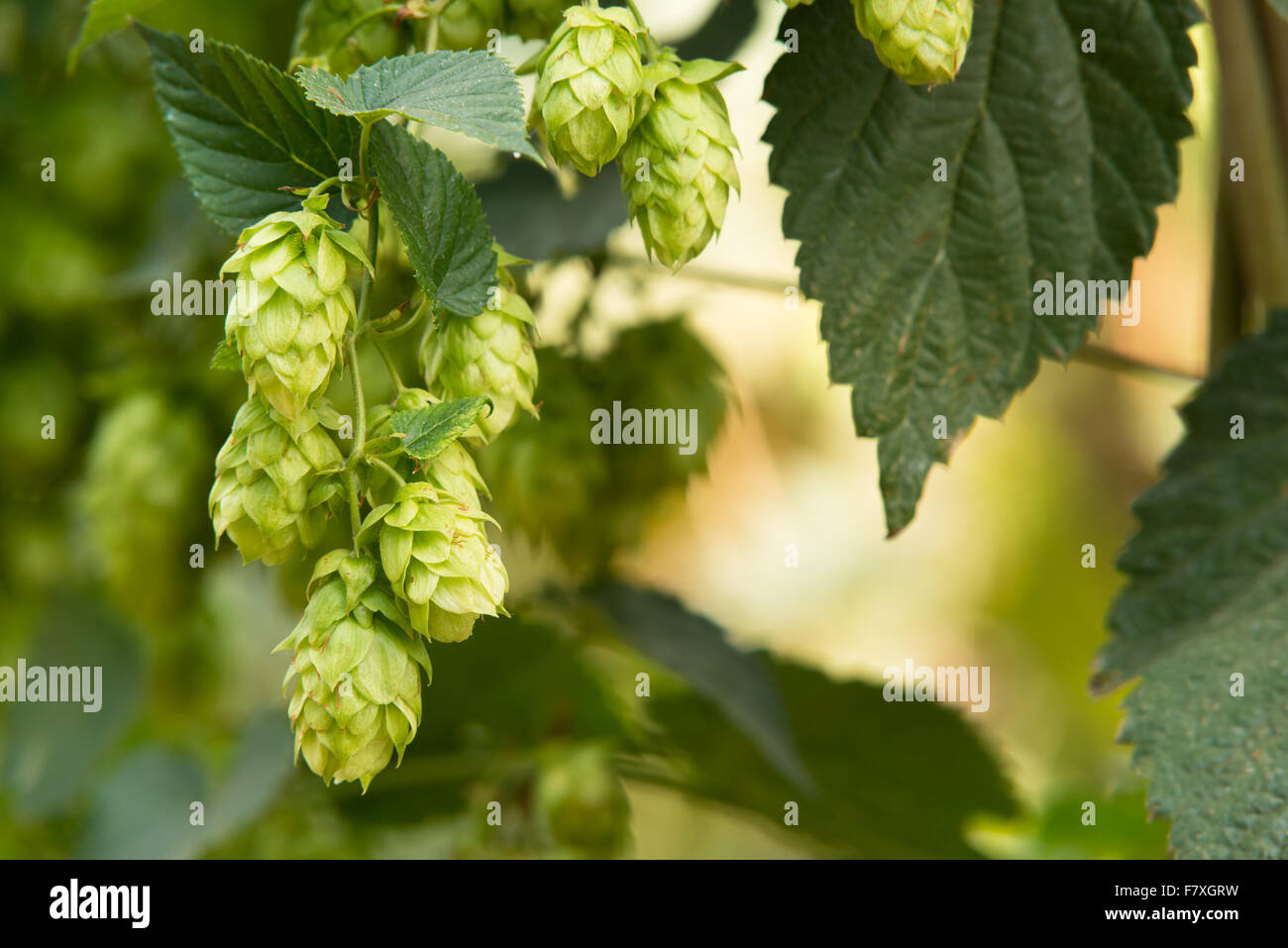 detail of hop cones in the hop field Stock Photo - Alamy