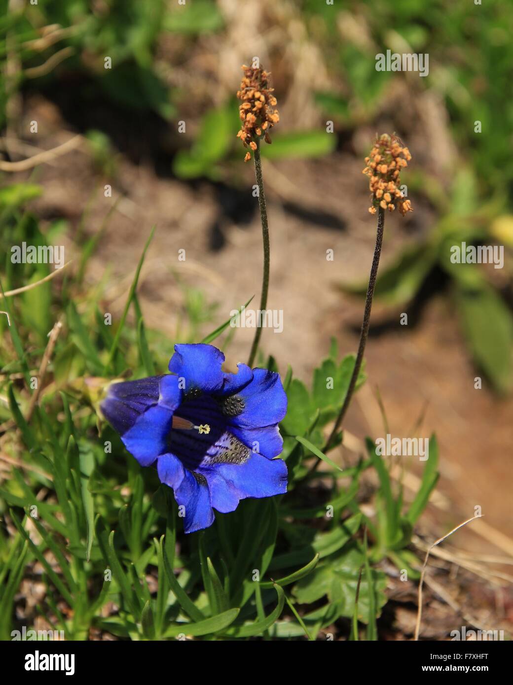 Beautiful blue gentian Stock Photo - Alamy