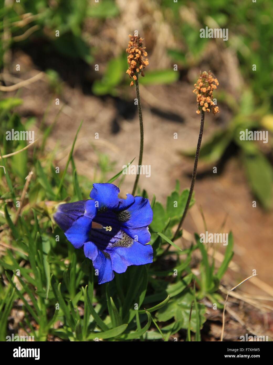 Beautiful blue gentian Stock Photo - Alamy