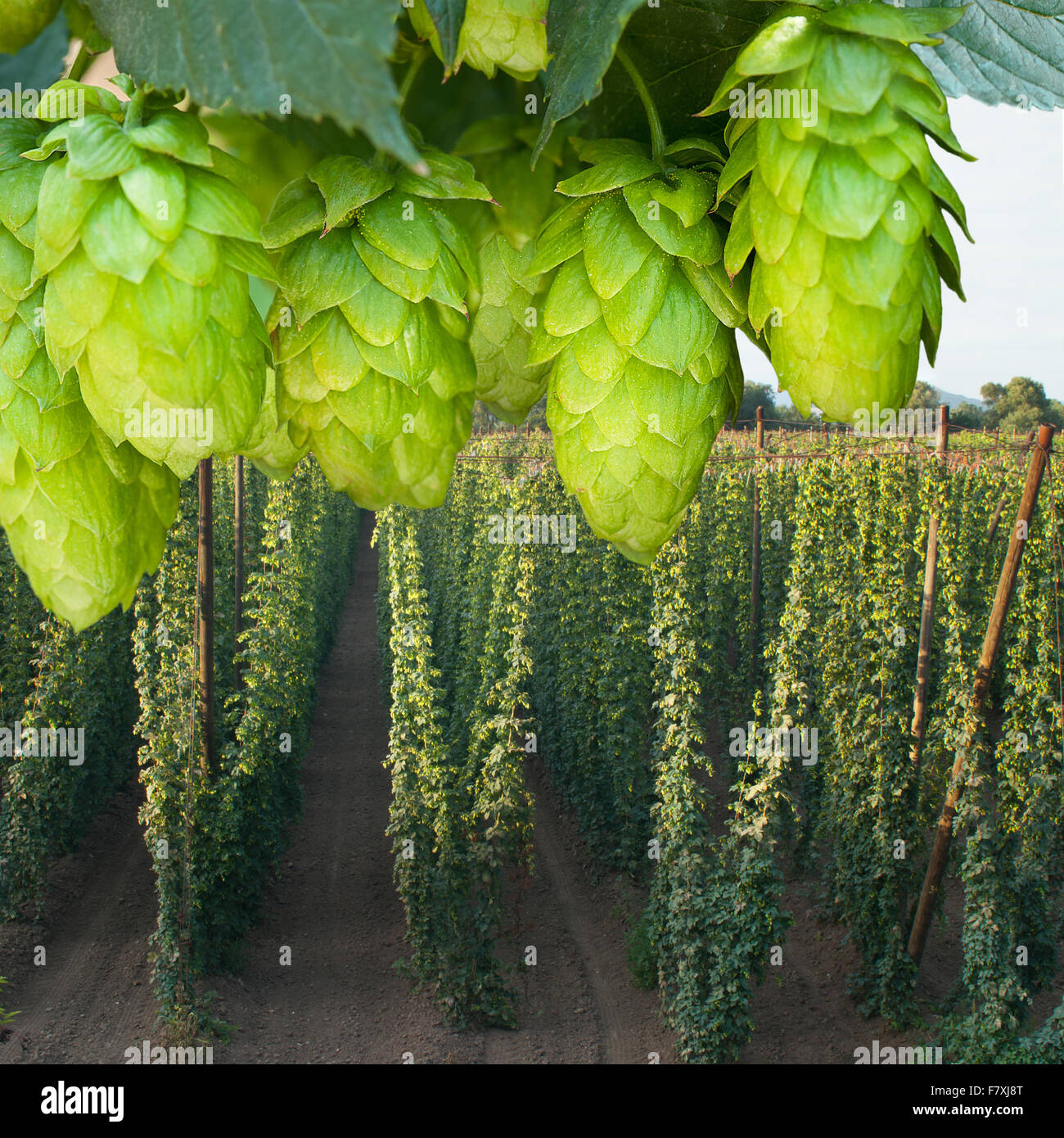 Hoppy lager hi-res stock photography and images - Alamy