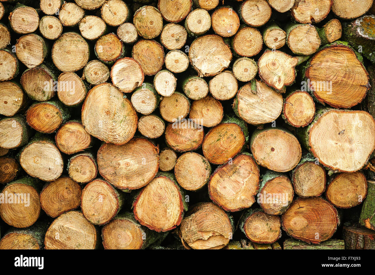 Stacked and sawn timber Stock Photo - Alamy