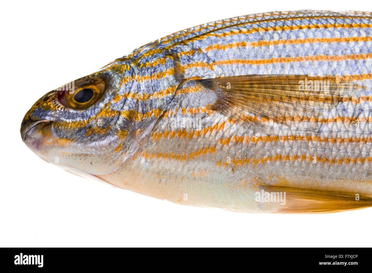 Salema porgy - sarpa fish Stock Photo - Alamy