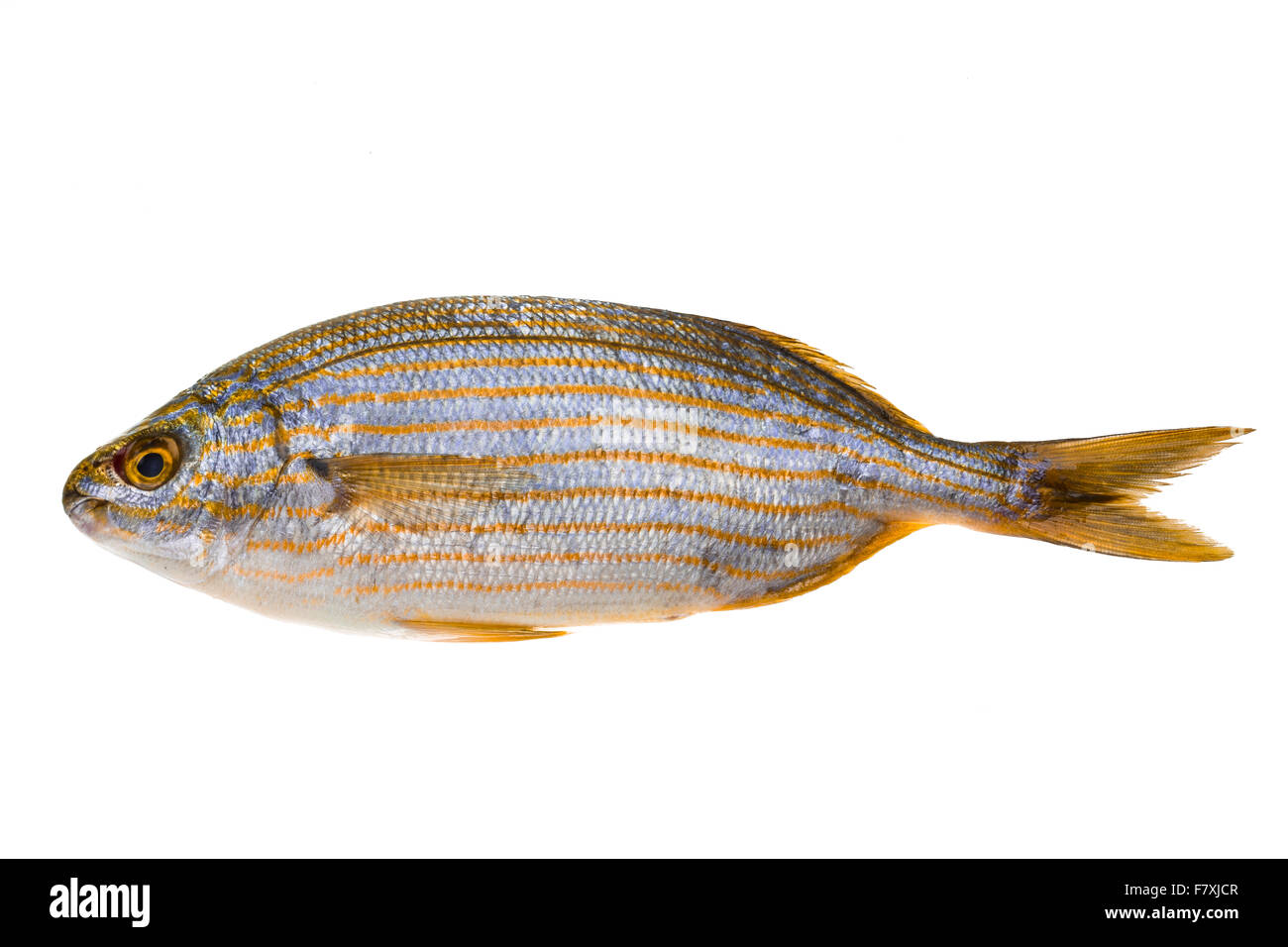Salema porgy - sarpa fish Stock Photo - Alamy