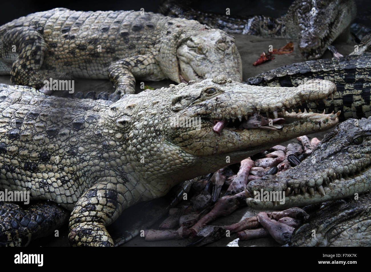 Medan, North Sumatra, Indonesia. 3rd Dec, 2015. Crocodiles congregate ...