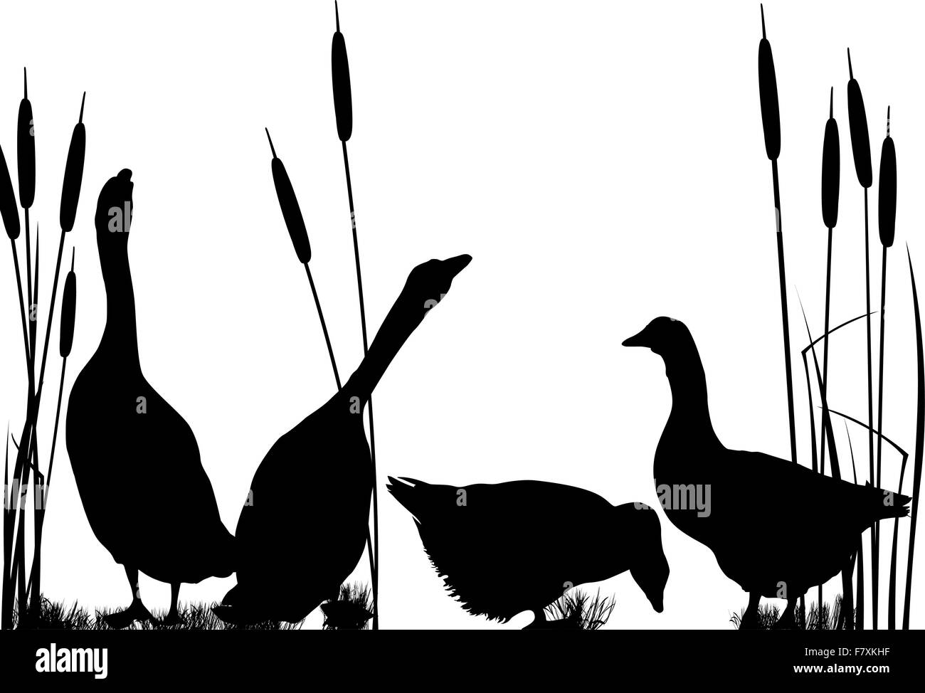 White bird duck goose Black and White Stock Photos & Images - Alamy