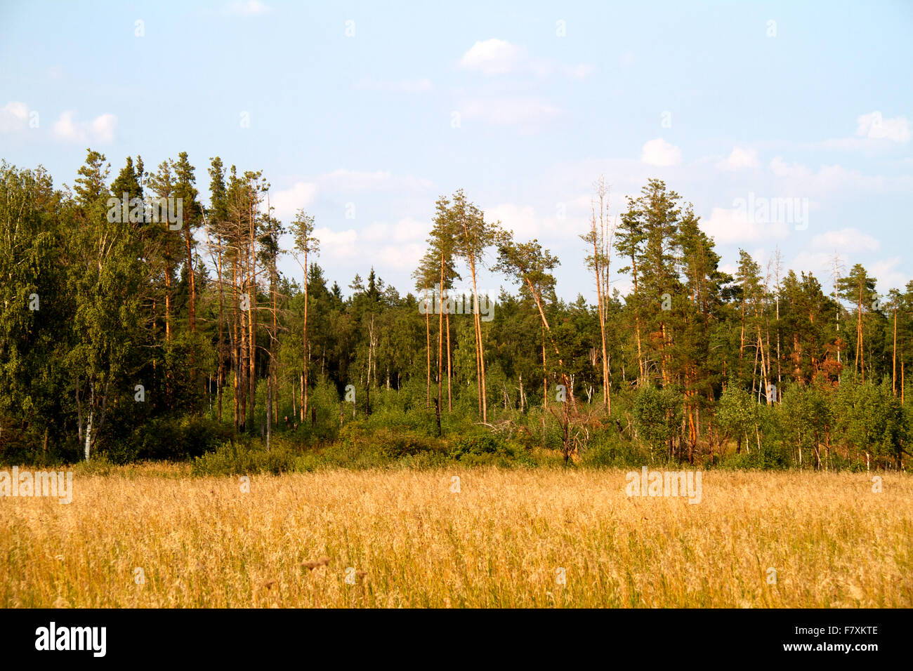 grass valley in forest during summer Stock Photo - Alamy