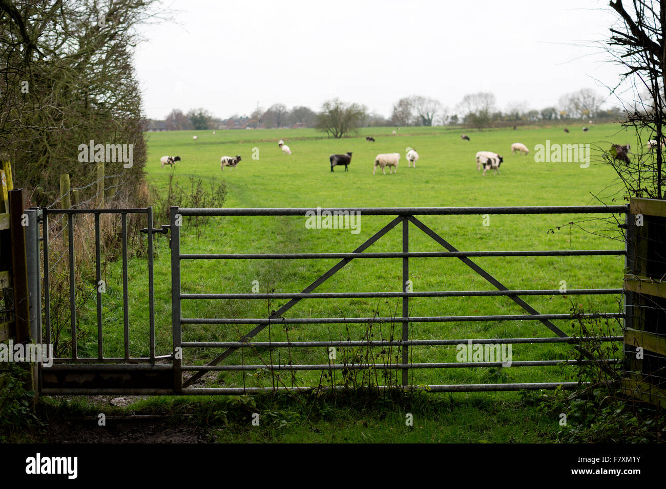 Metal farm gate hi-res stock photography and images - Alamy