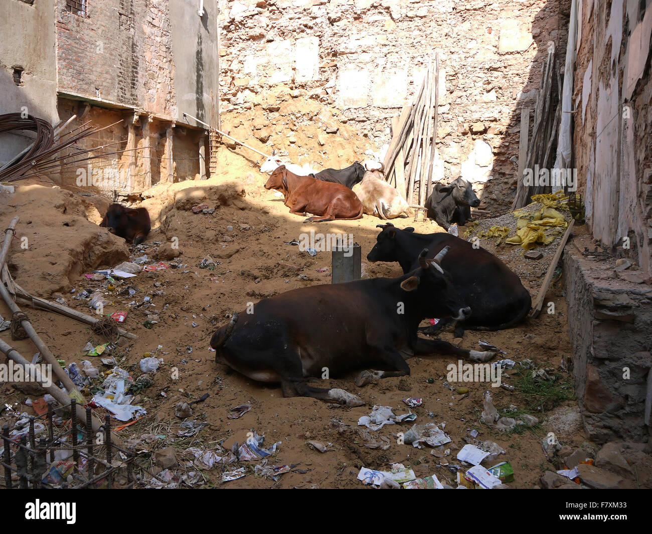 Cluster cows hi-res stock photography and images - Alamy