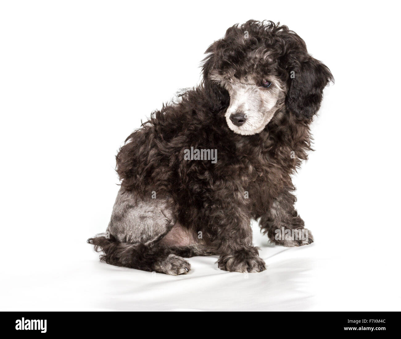 Poodle in front of white background Stock Photo - Alamy
