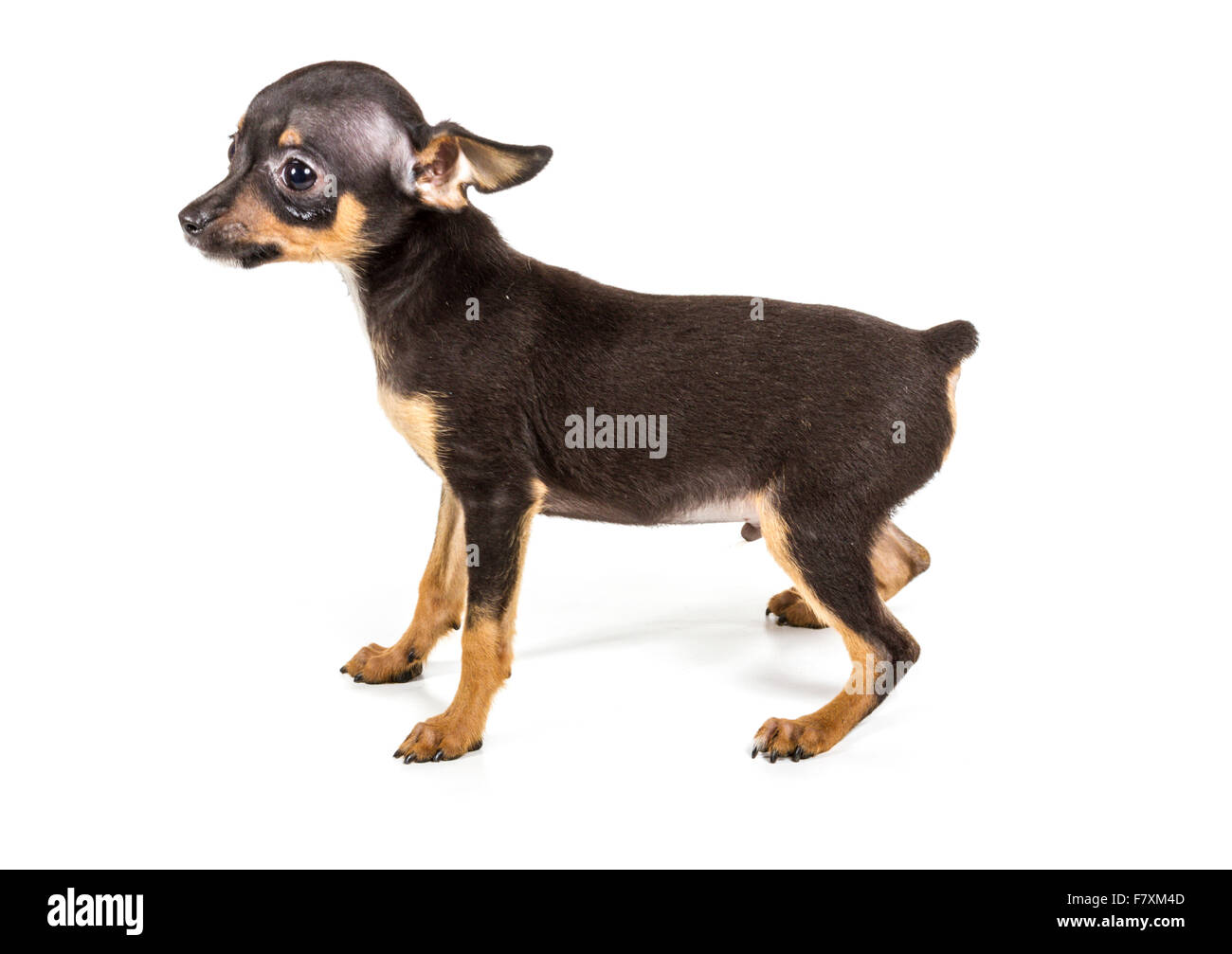 Russian toy terrier, isolated on a white background Stock Photo - Alamy