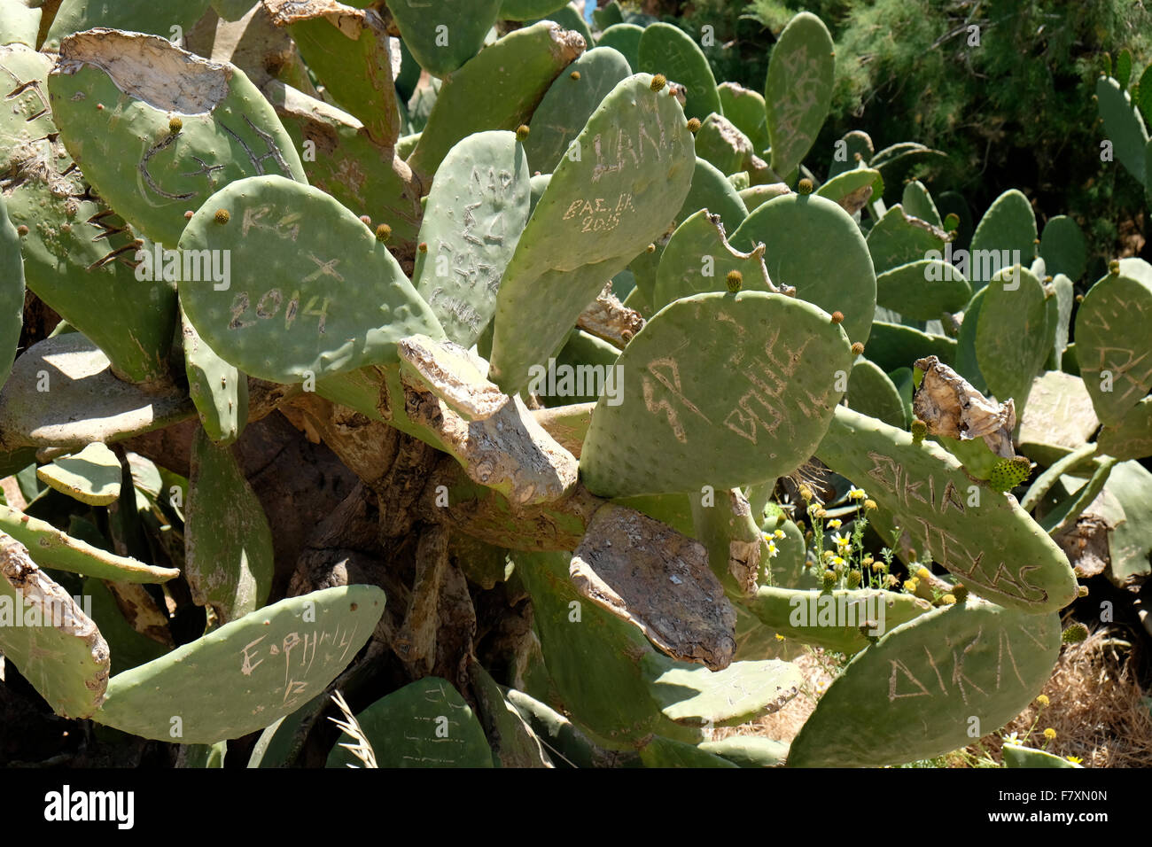 Prickly pear graffiti hi-res stock photography and images - Alamy