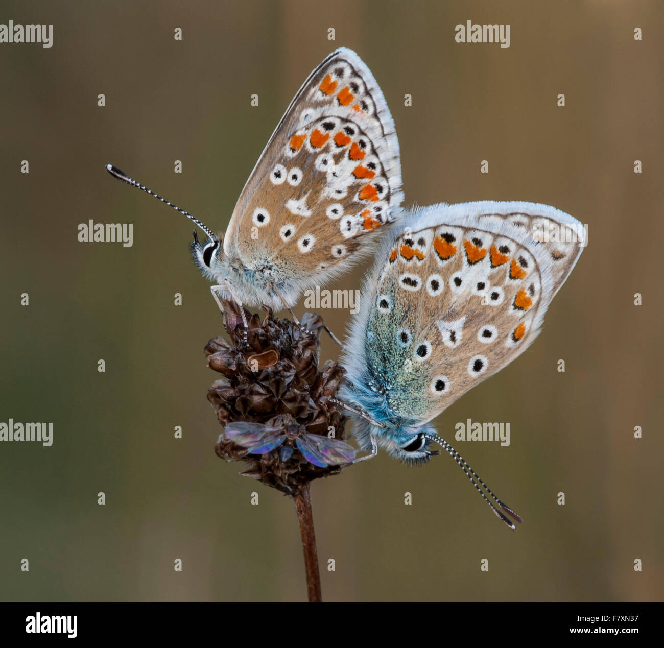 Brown Argus and Common Blue Stock Photo - Alamy