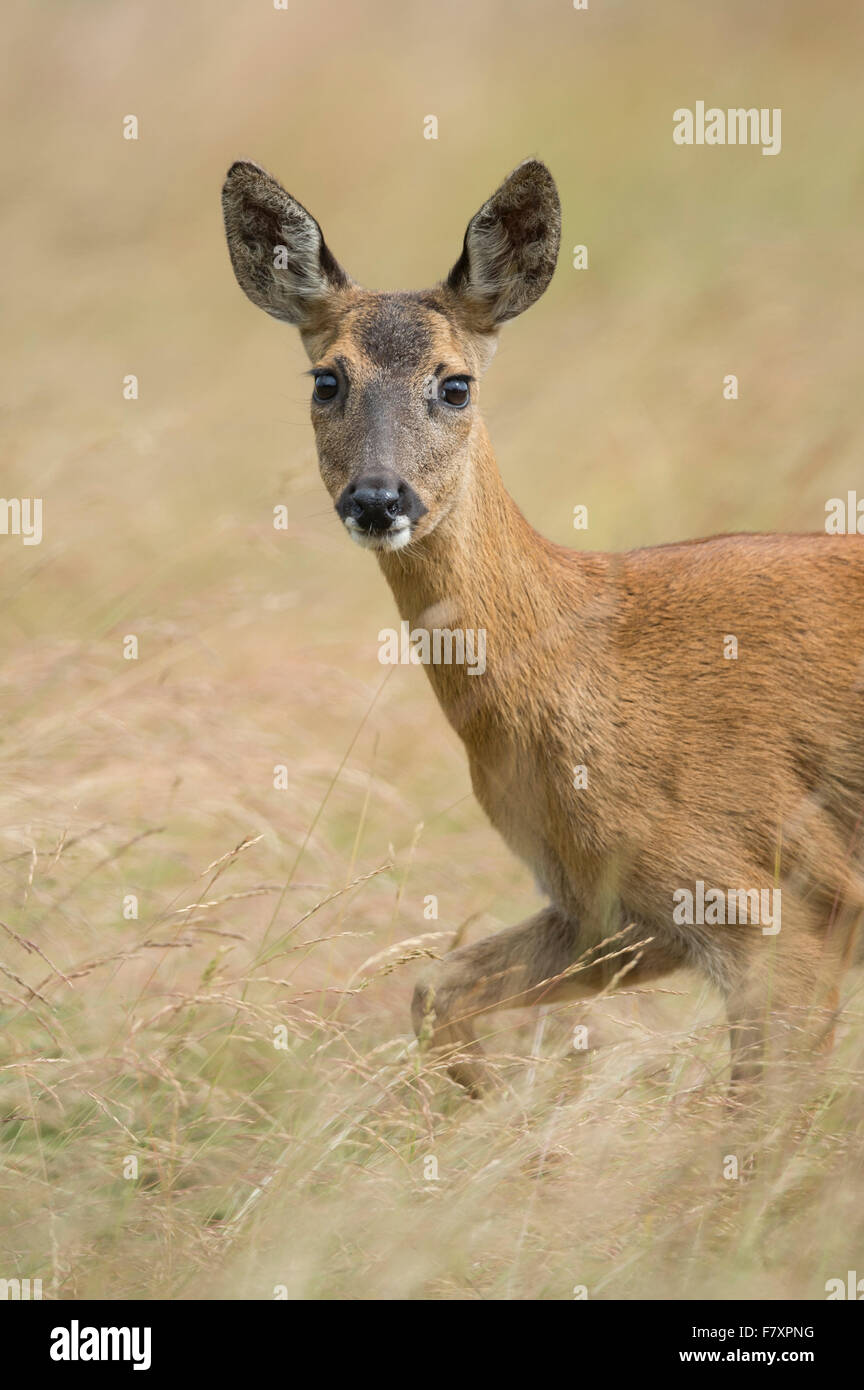 doe in meadow, capreolus capreolus, lower saxony, germany Stock Photo ...