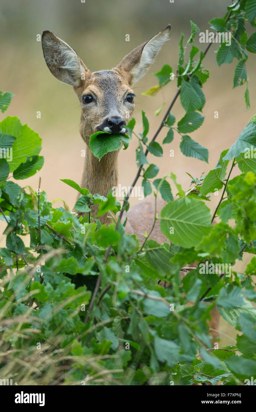Roe doe deer feeding hi-res stock photography and images - Alamy