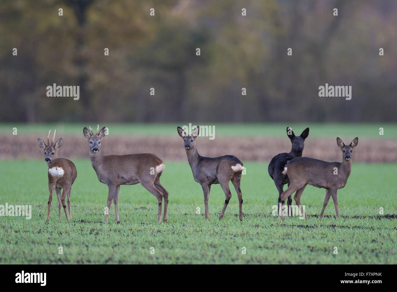 group of roe deer with black animal in field, capreolus capreolus ...