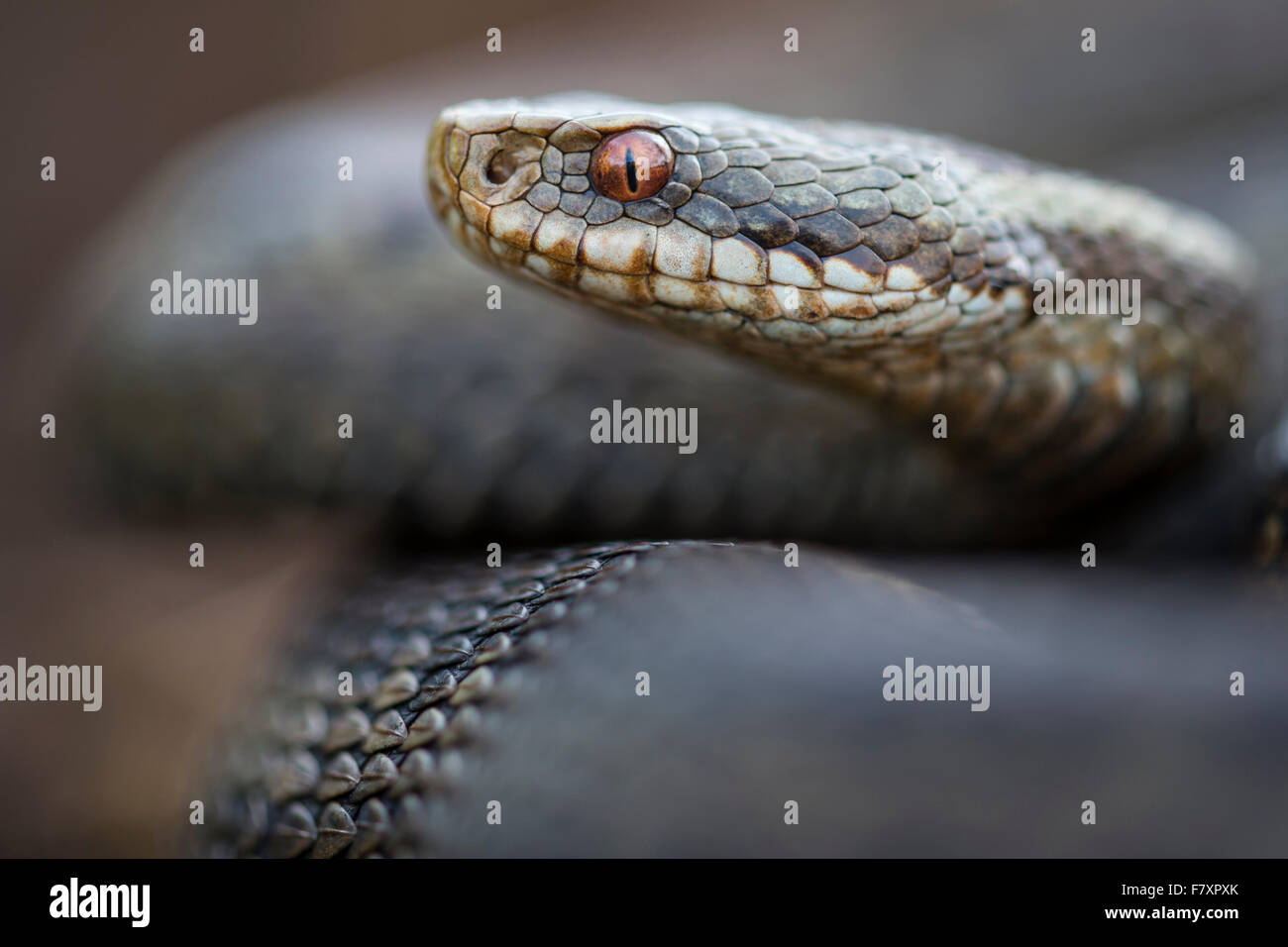 European adder snake hi-res stock photography and images - Alamy