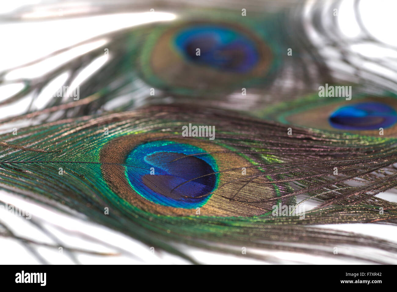 Peacock feather isolated on white background Stock Photo - Alamy