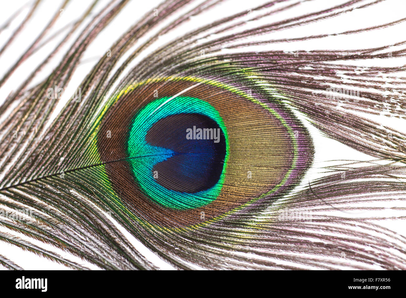 Peacock feather isolated on white background Stock Photo - Alamy